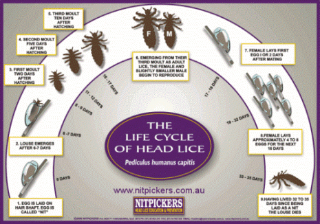 Head Lice Pediculus Humanus Capitis - Lone Parenting